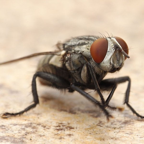 Musca de casa - Sperietori