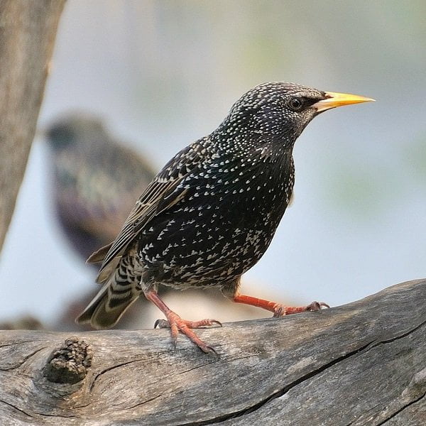 Graurul - Sperietori