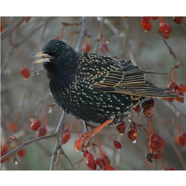 Graurul, daunator de temut al agriculturii - Sperietori