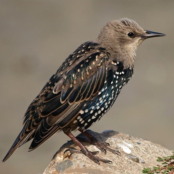 Graurul - Sperietori