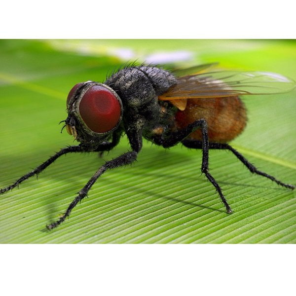 Musca de casa - Sperietori