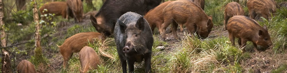 Cum sa scapi de porcii mistreti cu tunurile Zon Mark 4 si Zon EL08 ...